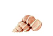 Seashells - Documents and Designs