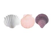 Seashell Patterns - Documents and Designs