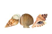 Seashell Patterns - Documents and Designs