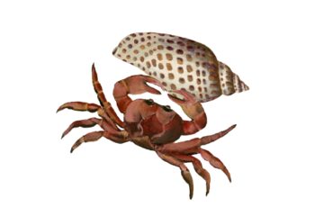 Sea Creatures (patterns) - Documents and Designs