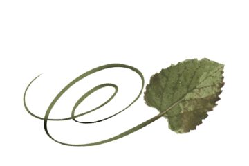 Fall Leaves for Fall Weddings | Leaves Graphics & Fall Wedding Ideas ...