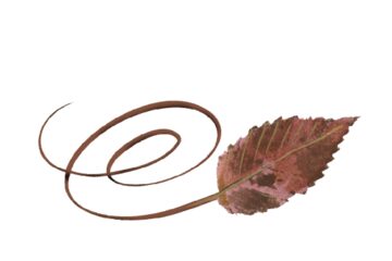 Fall Leaves for Fall Weddings | Leaves Graphics & Fall Wedding Ideas ...