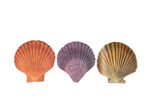 Seashell Patterns - Documents and Designs
